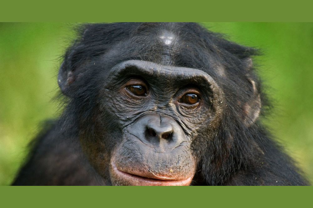 Match The African Animal To Its Native Country