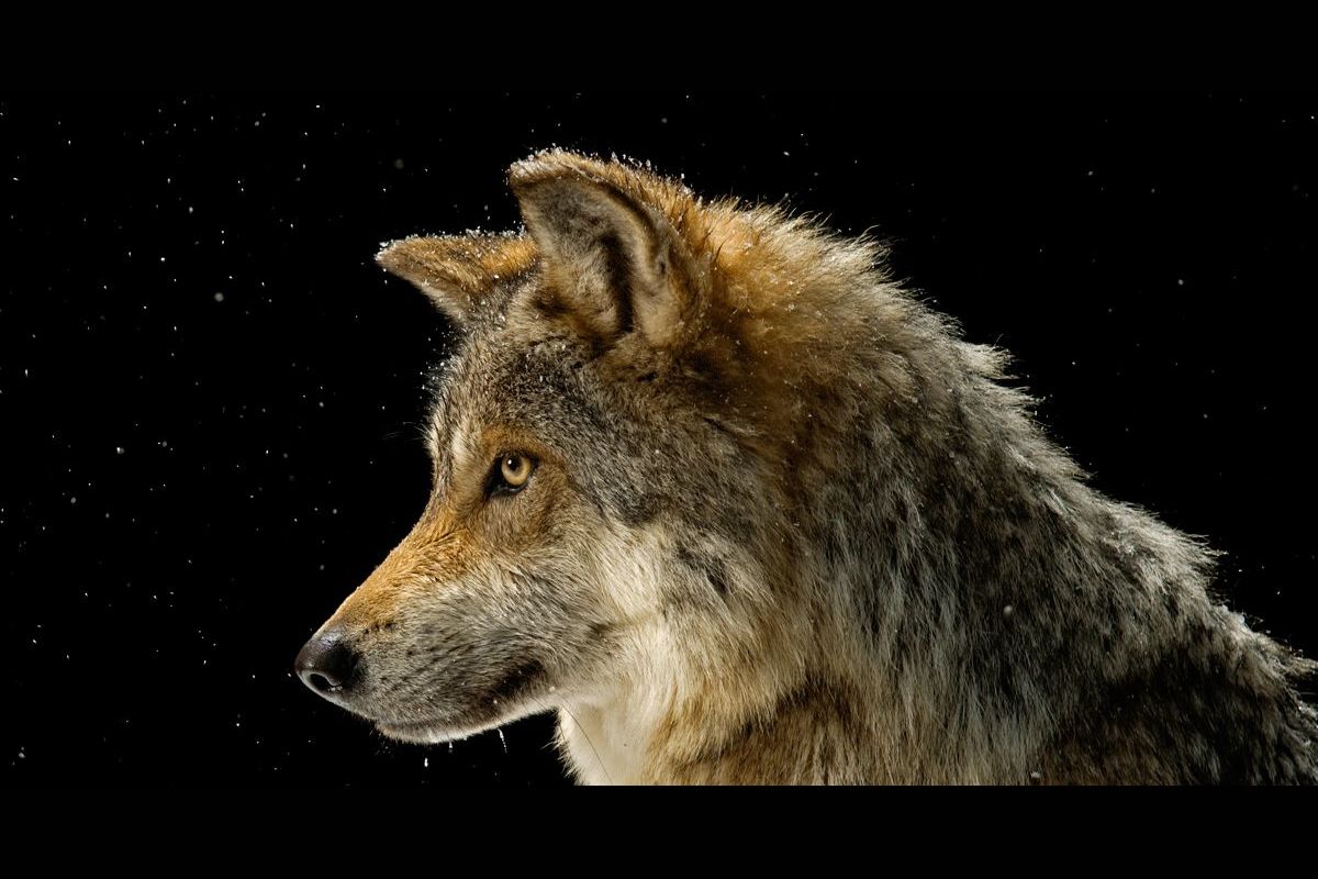 What is your wolf name and rank?