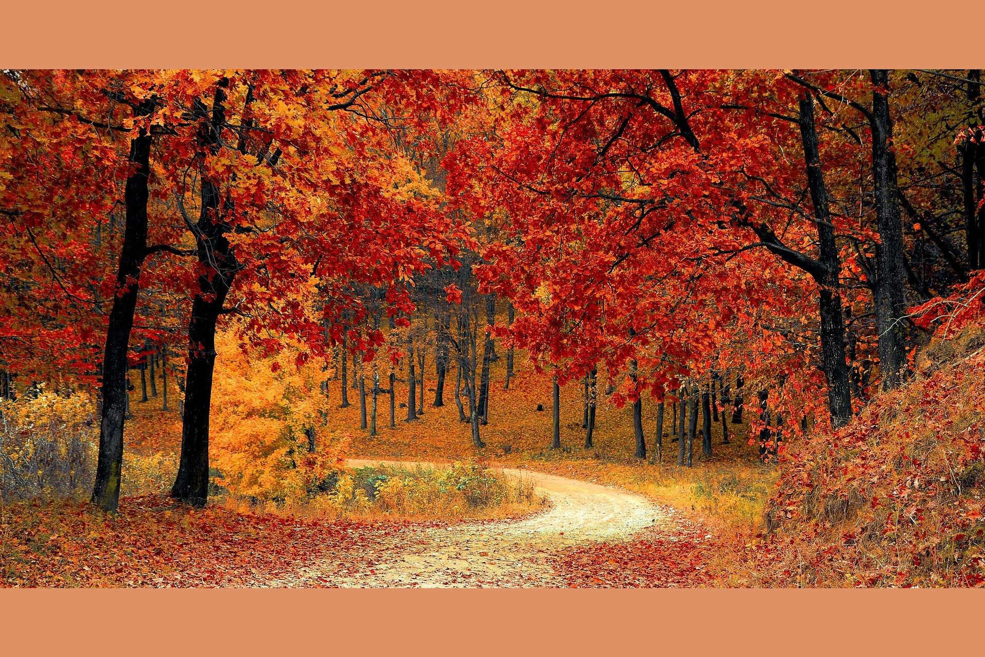 Quiz: Which Fall Activity Should You Do?