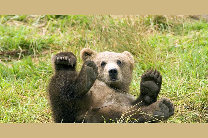 Which Famous Bear are You?