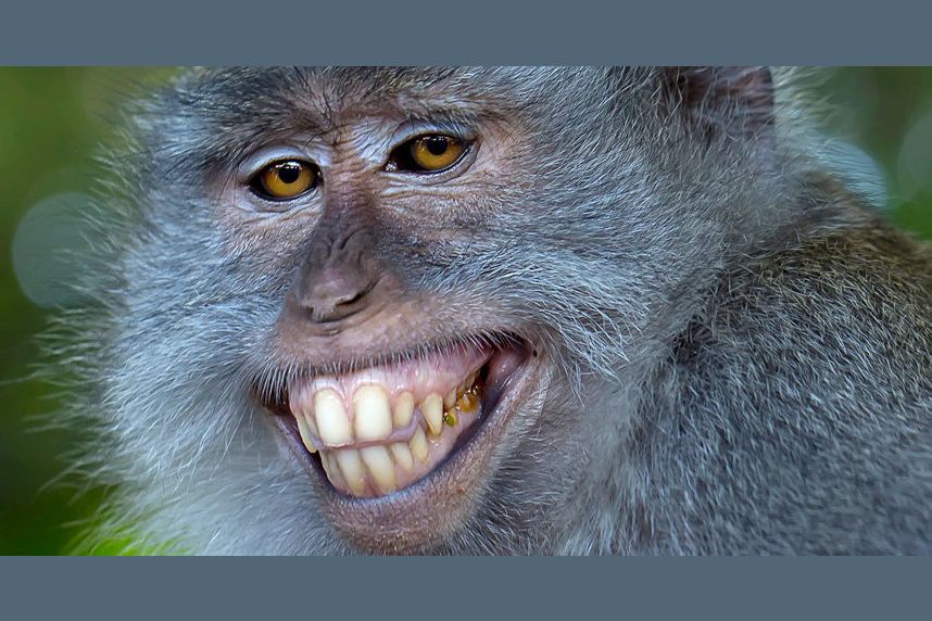 Can You Figure Out The Animal From The Zoomed In Picture?