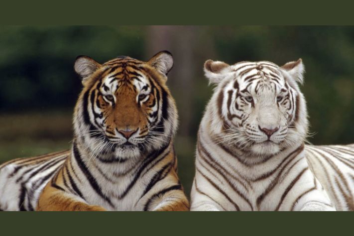 What Animal Are You?