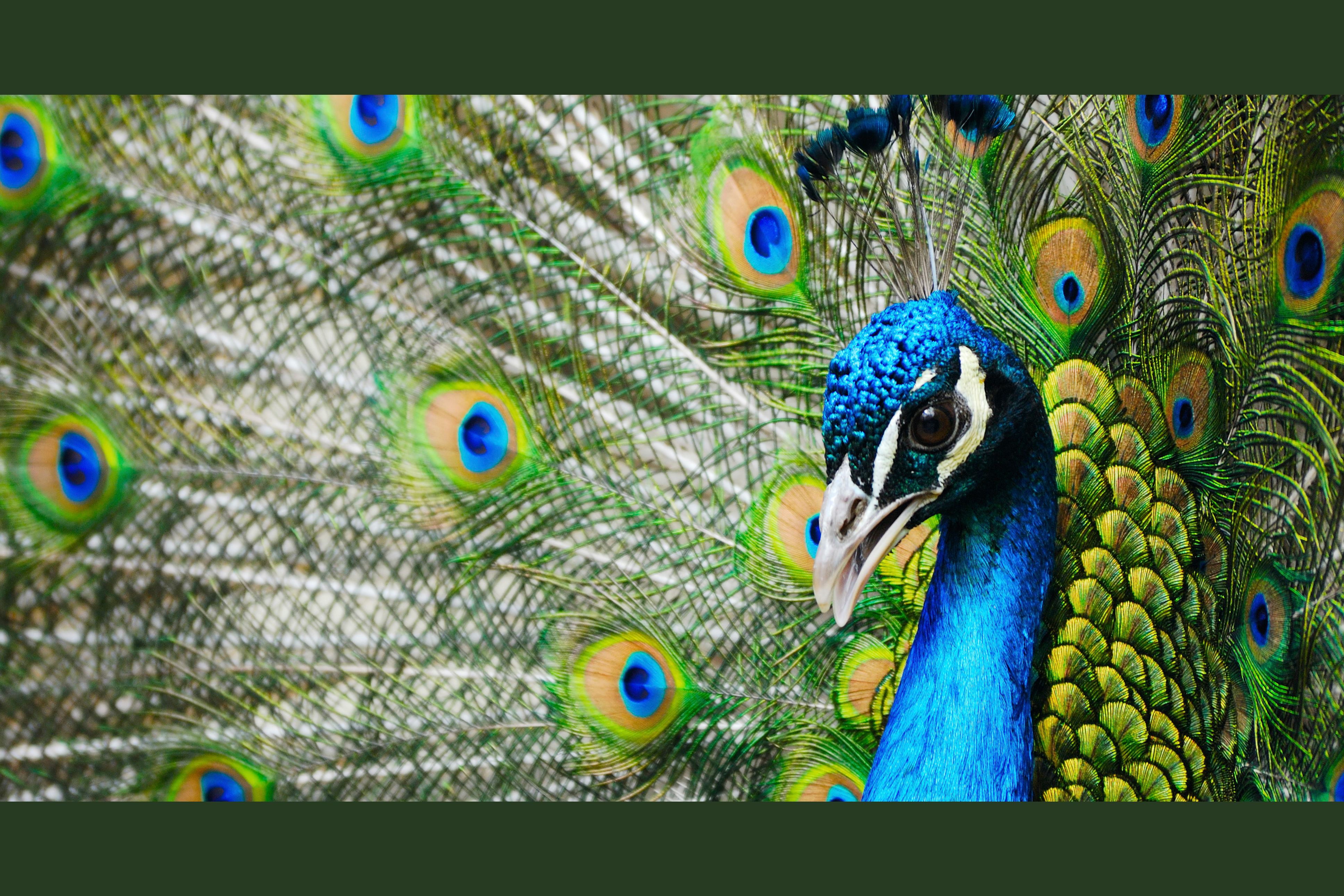 What Is Your Bird Personality?