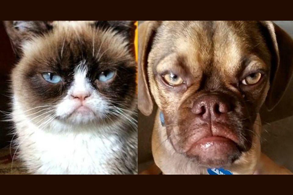 Grumpy Cat vs. Grumpy Puppy