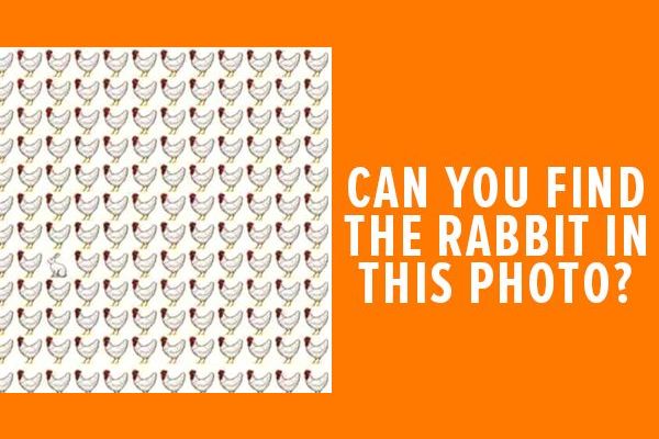 Can you find the rabbit in this photo?