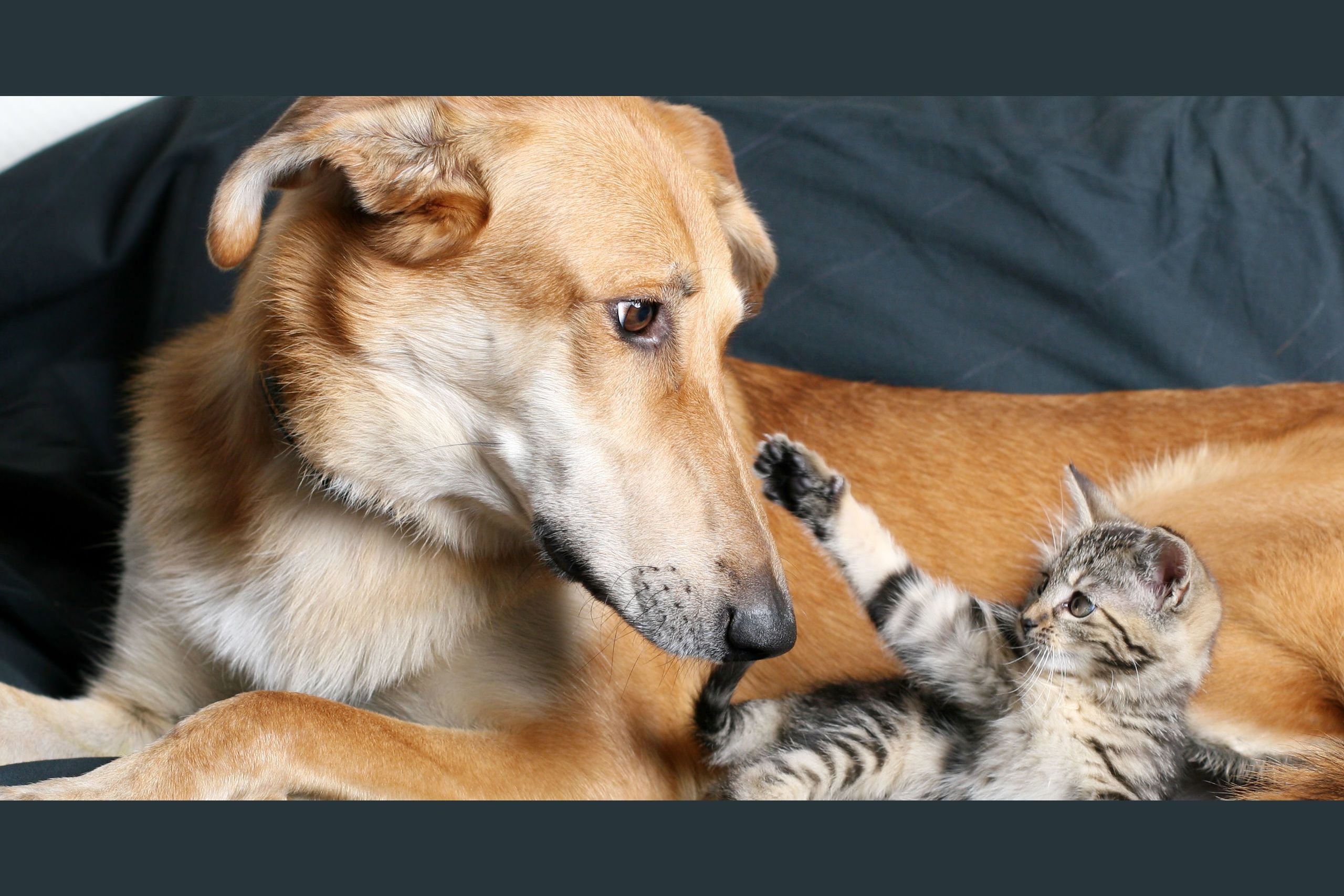 This Is How Cats And Dogs Actually Discuss Humans