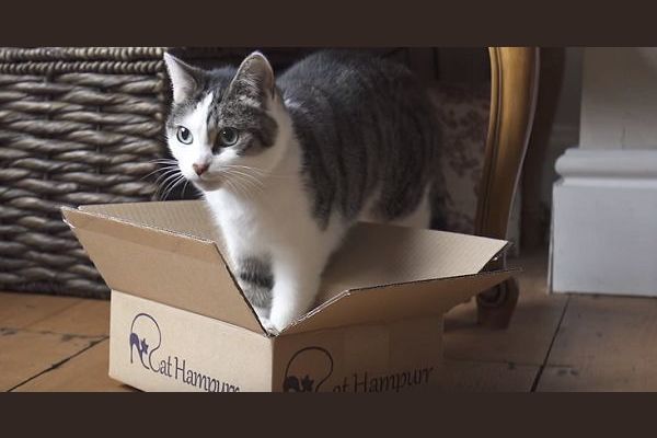 Small Cats Vs. Big Cats - Who Likes Boxes Better