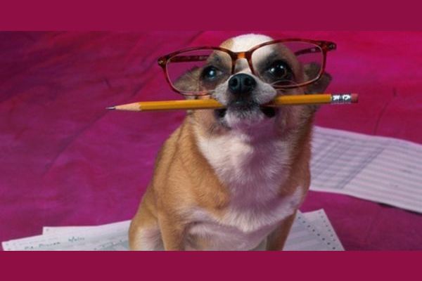 13 Animals Who Aren't Procrastinating Like You Are Right Now