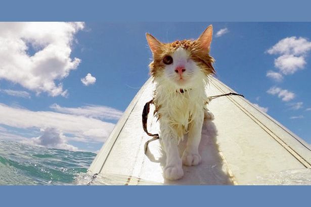 This One-Eyed Surfing Cat Is Living His Best Life