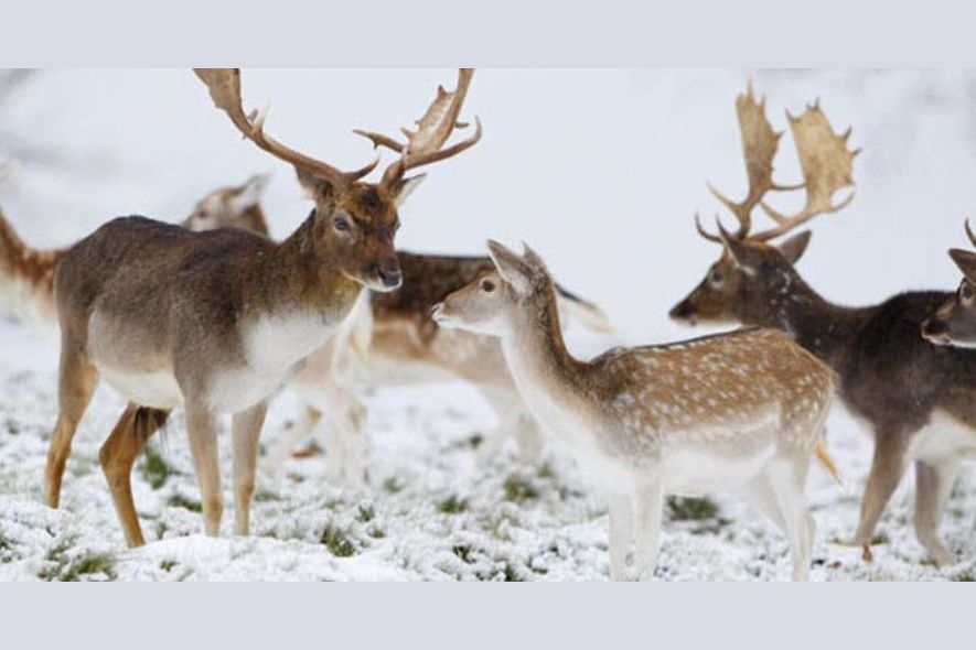 ¿Cuántos animales de invierno puedes nombrar?