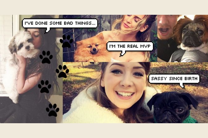 Maximum Pop! VOTE: Which celebrity dog is the real MVP?