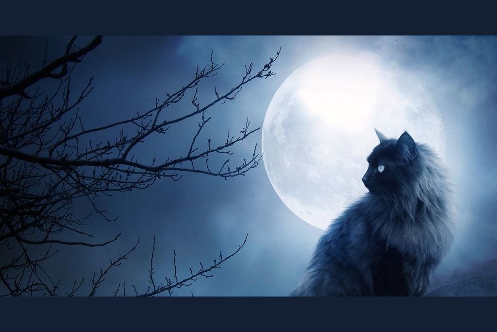 What animal is your familiar?