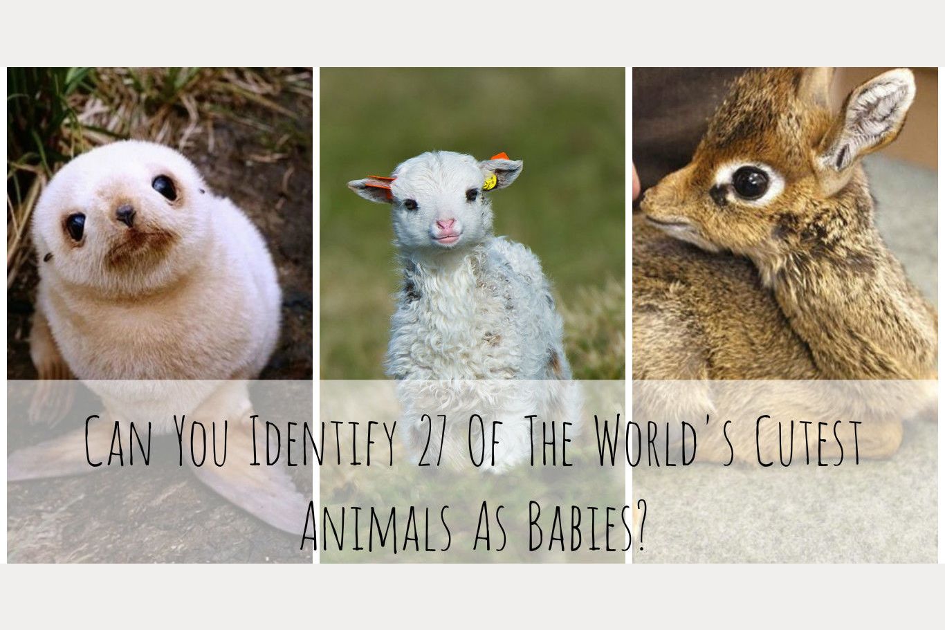 Can You Identify 27 Of The World's Cutest Animals As Babies?