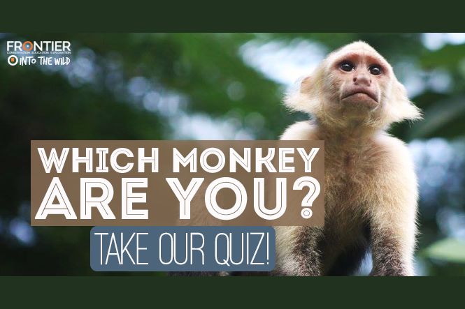 QUIZ: Which Monkey Are You?