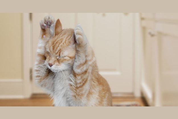 15 Things You Say Vs. What Your Cat Hears