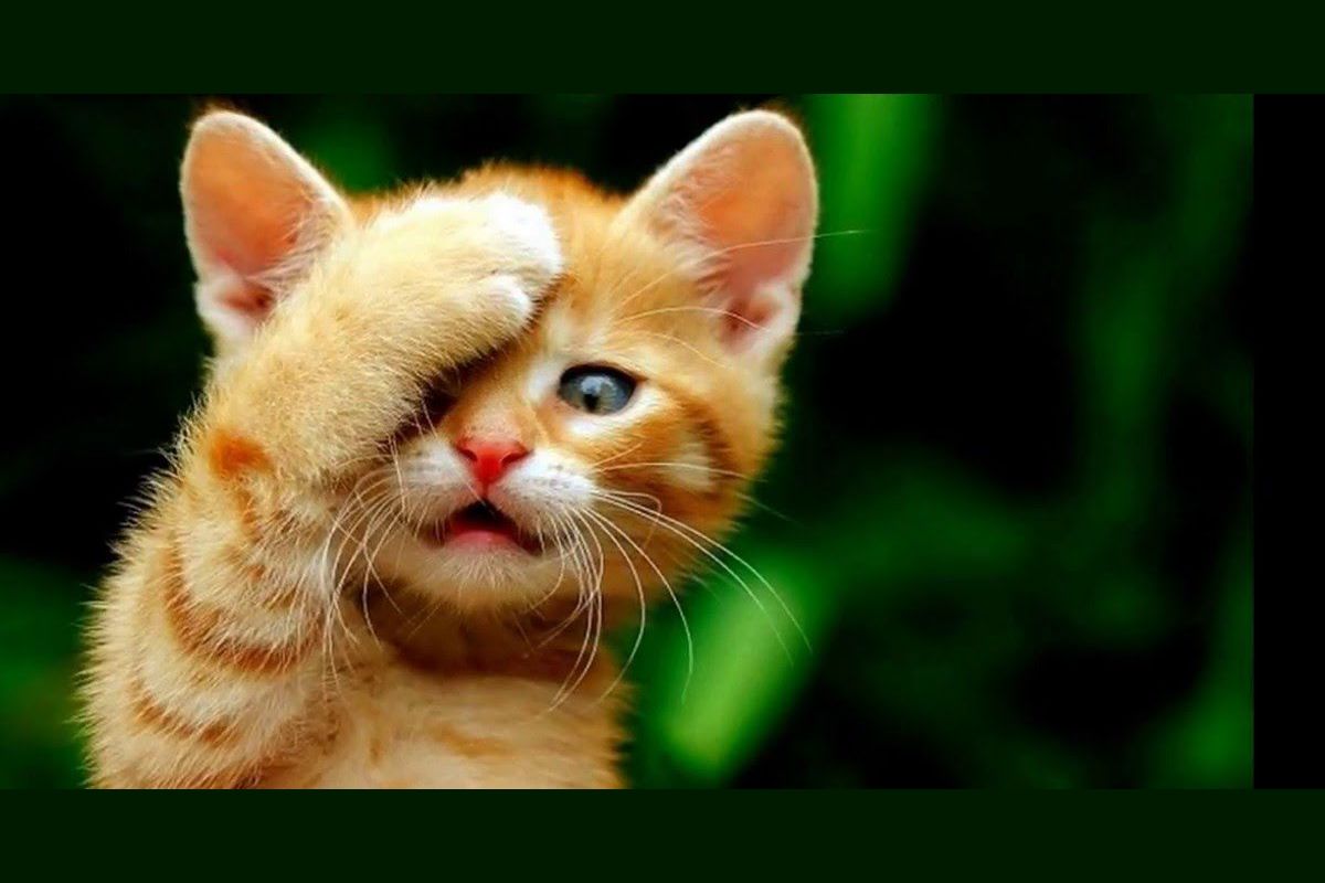 Cuánto sabes de estos pequeños felinos