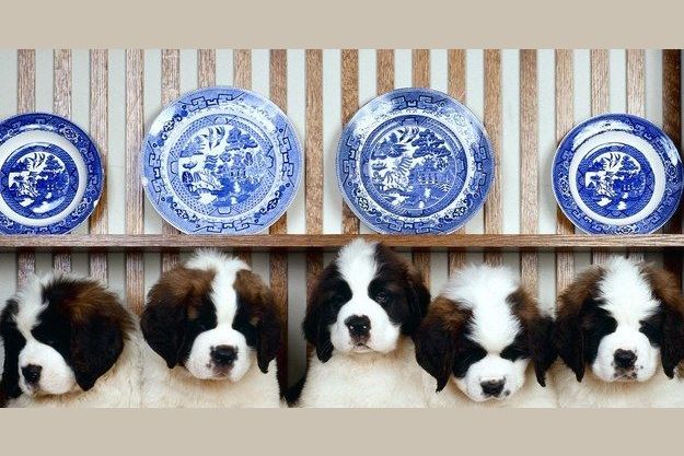 17 catelusi care nu vor ramane mici prea mult timp