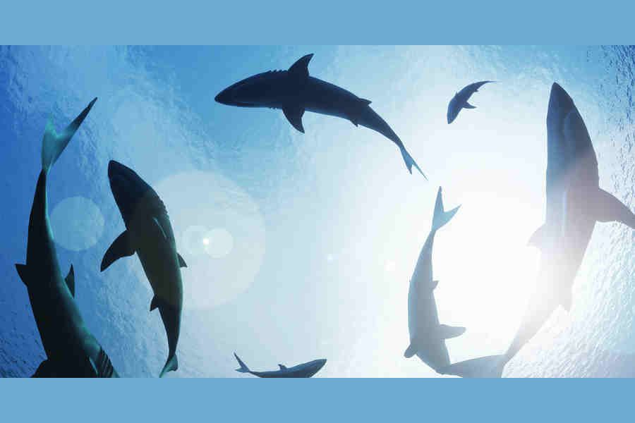 What do you know about sharks?