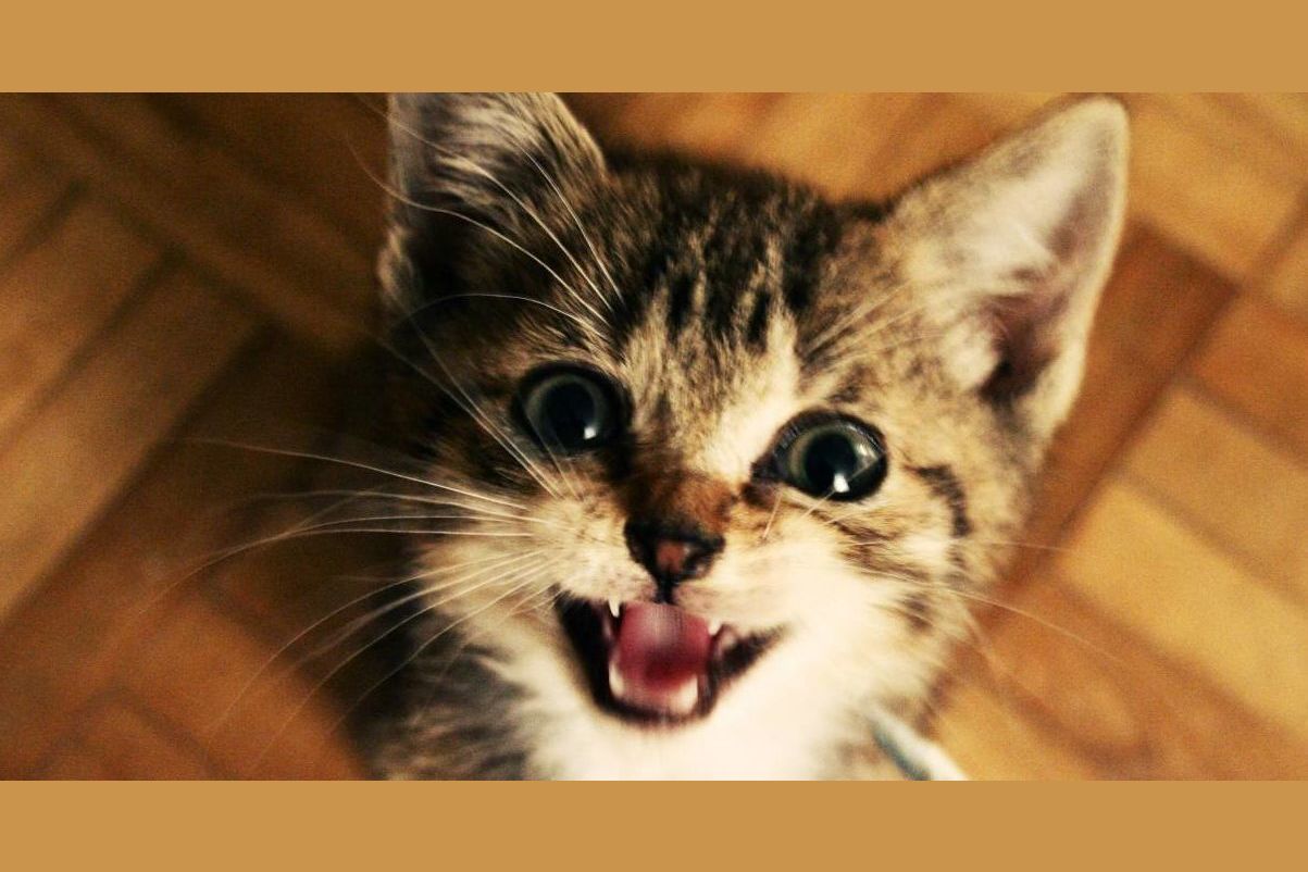 Are You A Crazy Cat Lady?