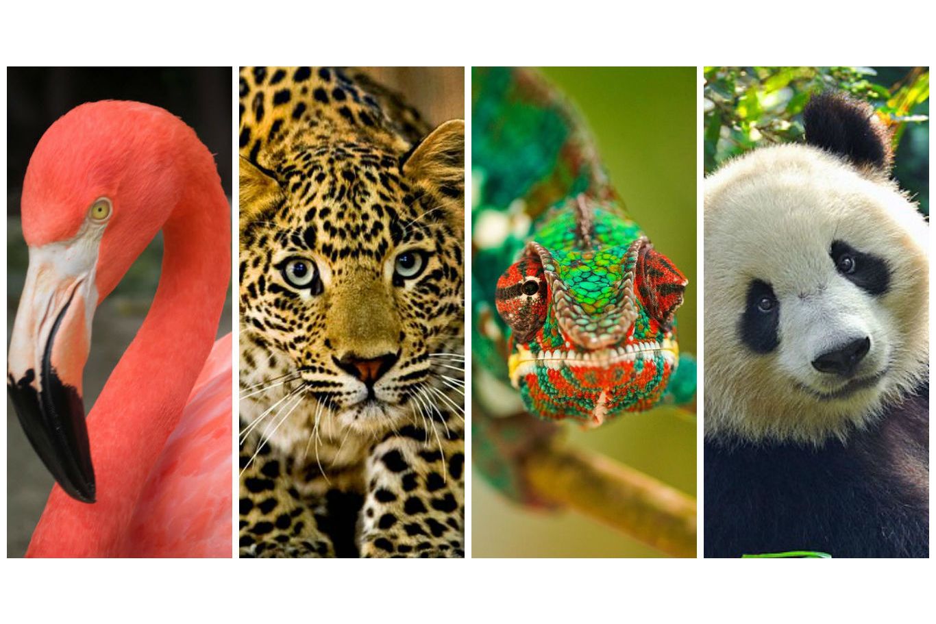 Can You Identify 33 Animals Every Adult Should Know?