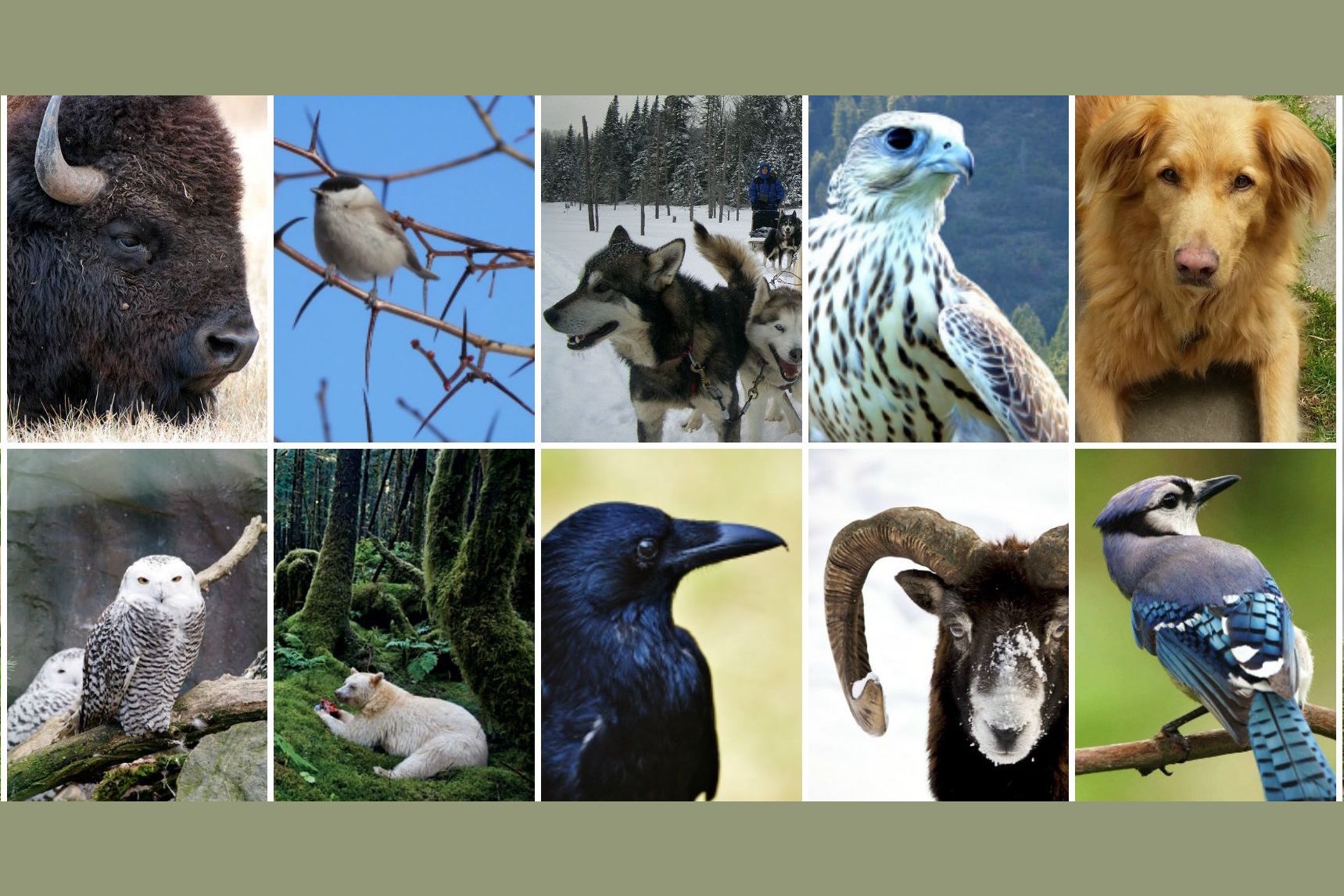 Which Canadian Provincial Animal Reflects You?