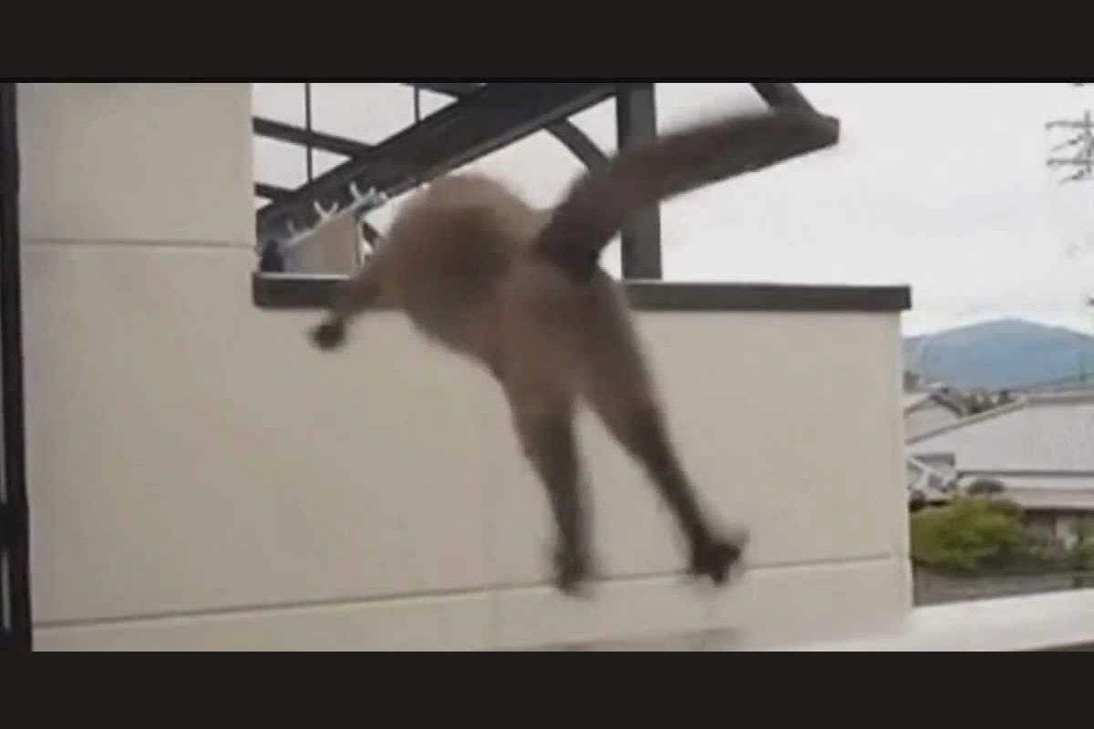 Estos gatos olvidaron cómo saltar. #FAIL