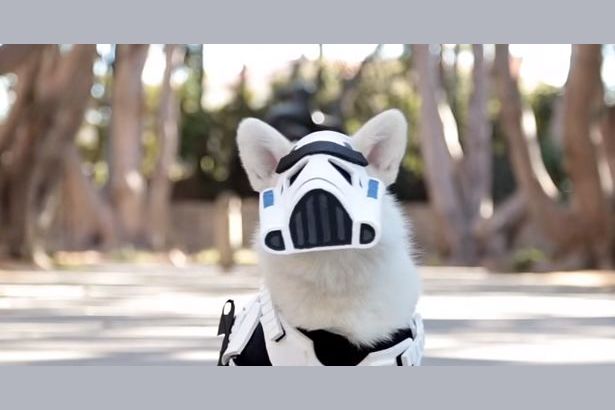 What Do You Get When You Mix Star Wars With The Cutest Corgi Puppy Ever?