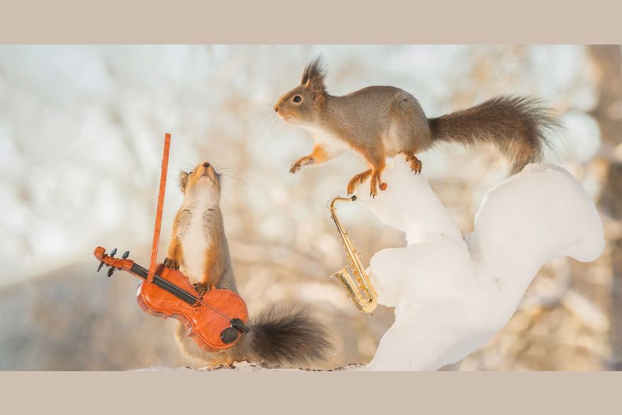 Ever Seen A Squirrel Play A Guitar? This Artist Built A Squirrel Studio ...
