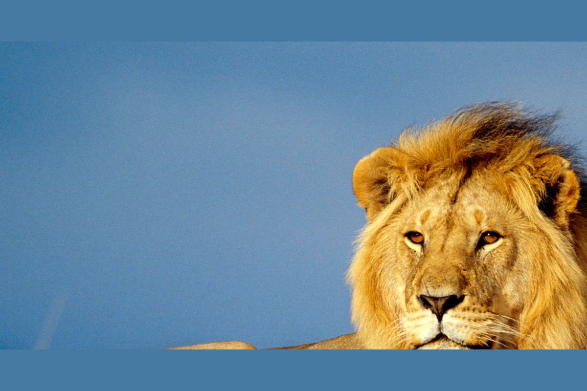 What animal were you in a past life?