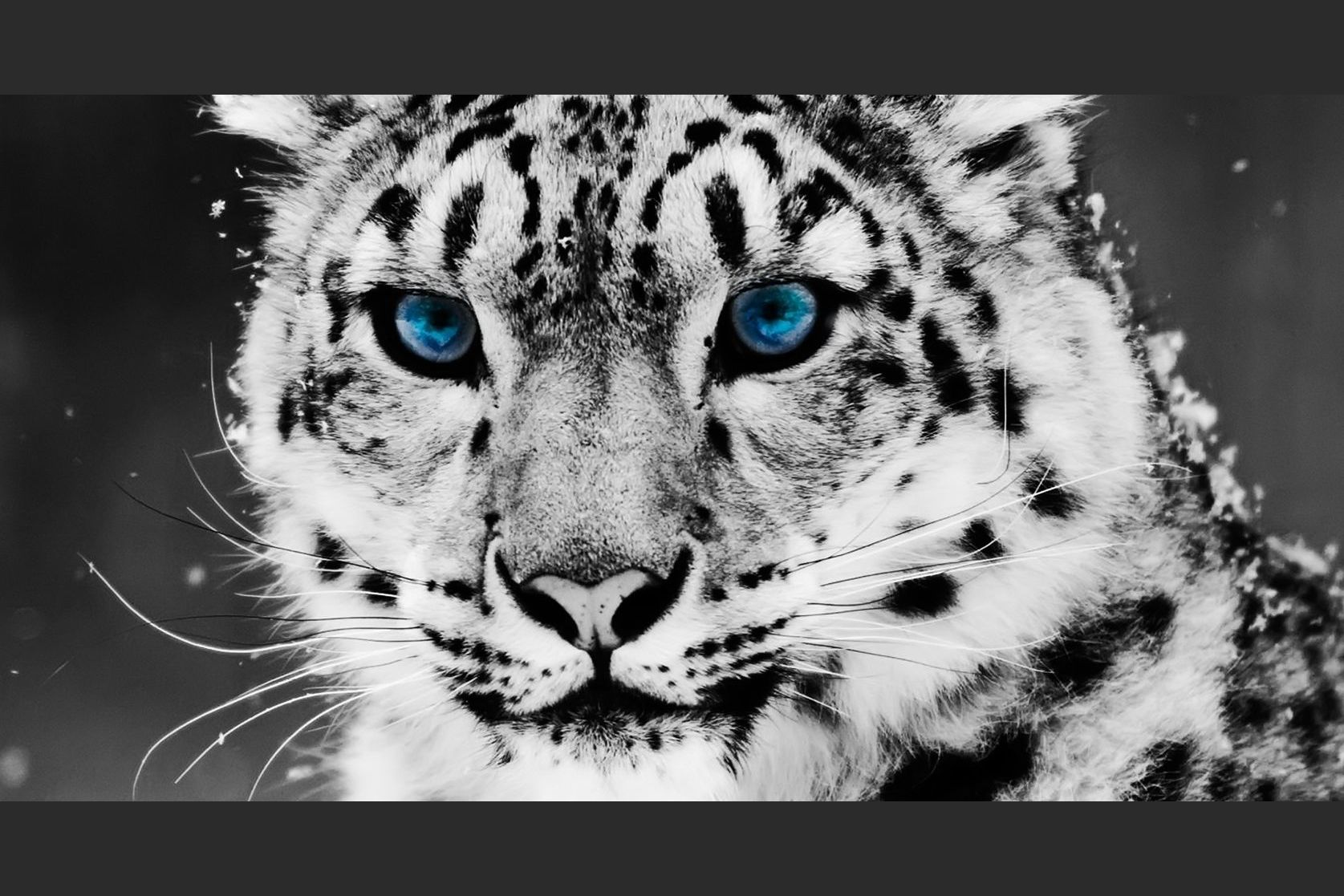 Which Animal Were You In A Previous Life?