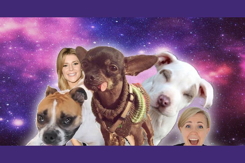 Which Holy Trinity Dog Is Your Soulmate?