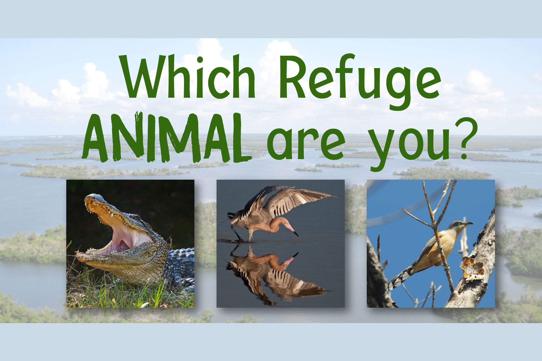Which "Ding" Animal Are You?