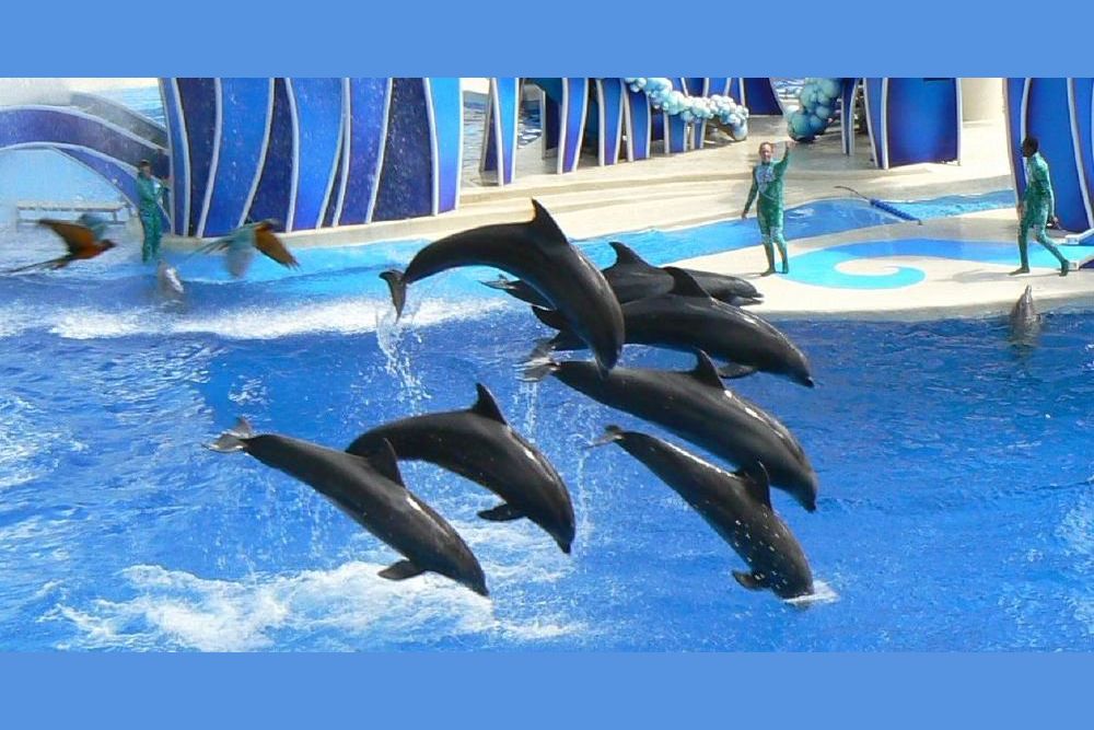 Should SeaWorld Shut Down?