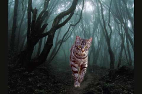 warrior cat knowledge quiz