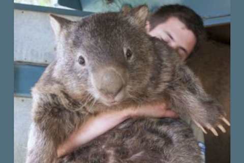 biggest wombat