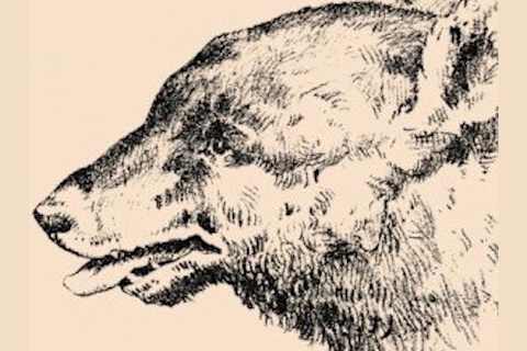 optical illusions wolf