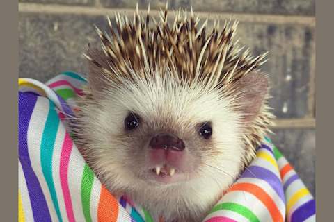 too cute hedgehog