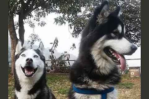 difference between malamute and samoyed