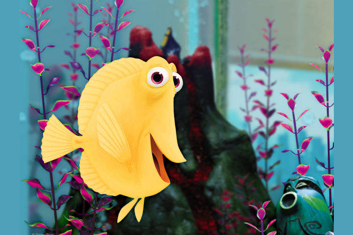 finding nemo bubbles fish name