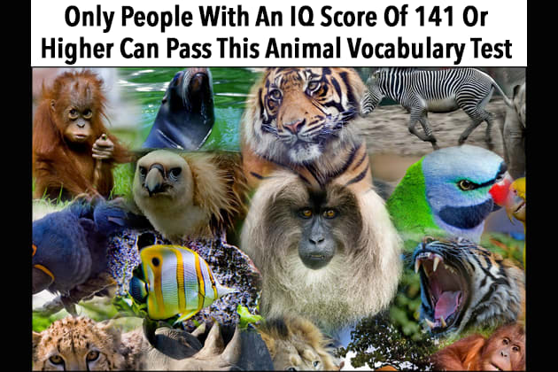 Only People With An IQ Score Of 141 Or Higher Can Pass This Animal ...
