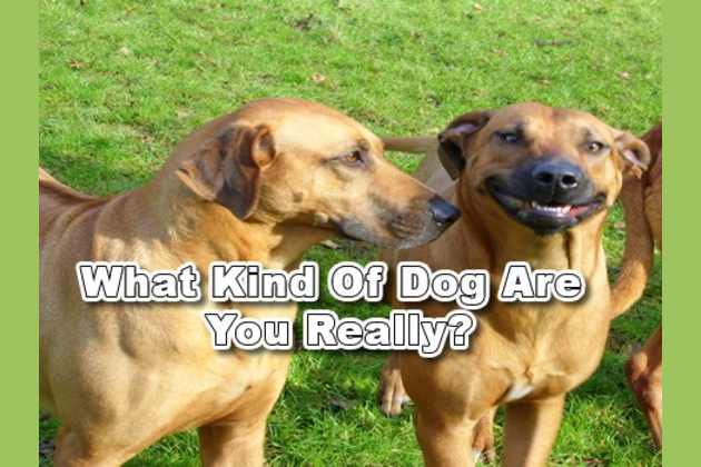 What Kind Of Dog Are You Really?