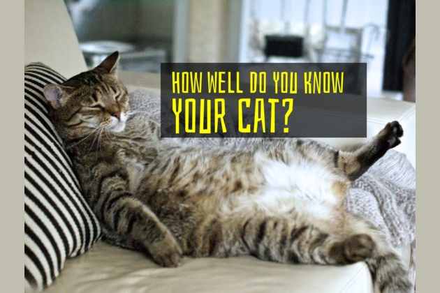 How Well Do You Know Your Cat?