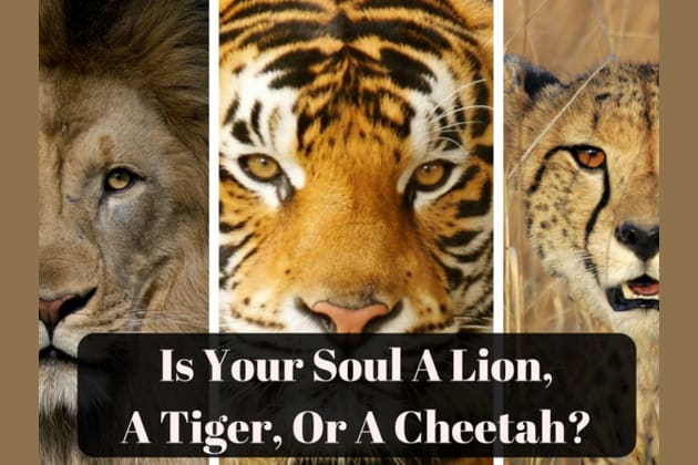 Is Your Soul A Lion, A Tiger, Or A Cheetah?