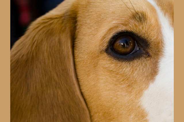 Can You Name The Dog Breed Based On The Closeup?