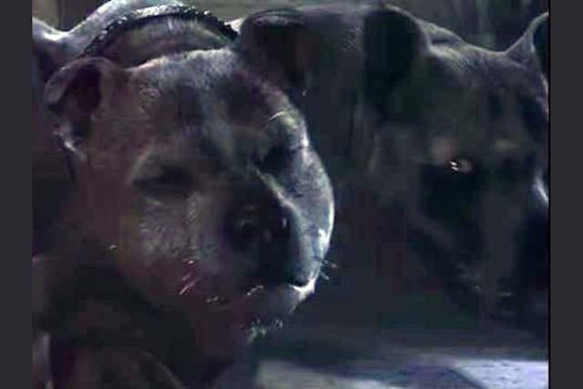 How Well Do You Remember Hagrid's Pets?