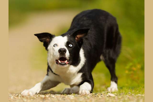 How Well Do You Understand Dog Body Language?