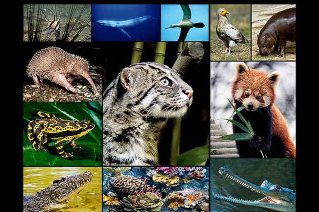 What Obscure Animal Are You Most Like?