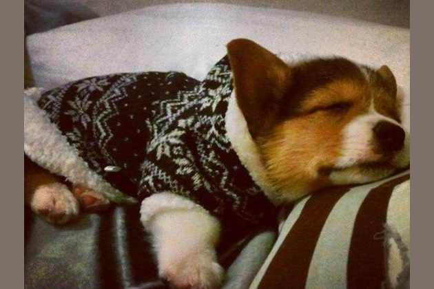 Choose The Cutest Sweater-Clad Critters And We'll Recommend An Animal ...