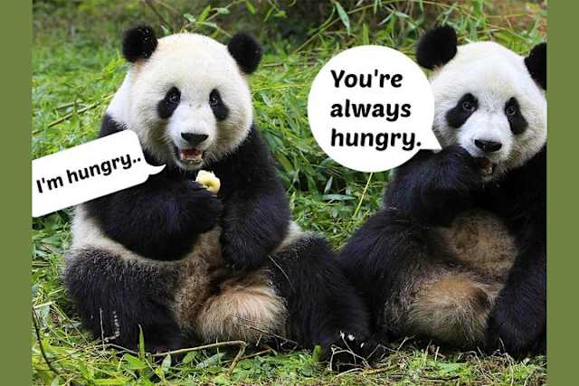 Are You A Giant Panda Trivia Master?