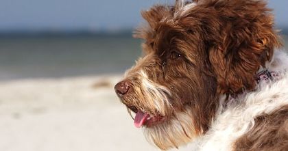 Test Your Dog Breed Knowledge!